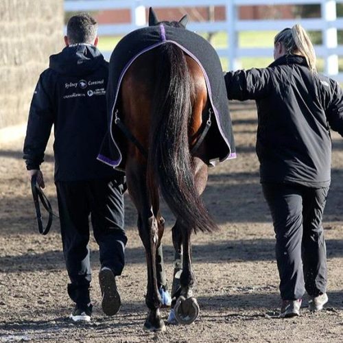 Get your free Winx tattoo with Friday’s Daily Telegraph newspaper – WINX