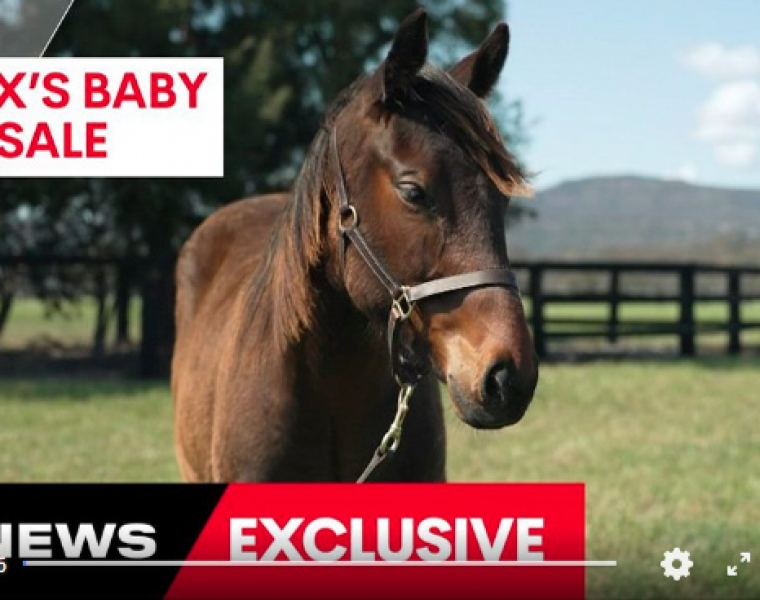 WINX Horse (Official) - Chris Waller Racing