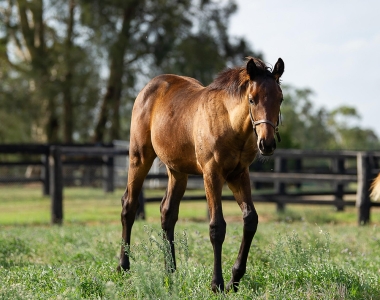 WINX Horse (Official) - Chris Waller Racing